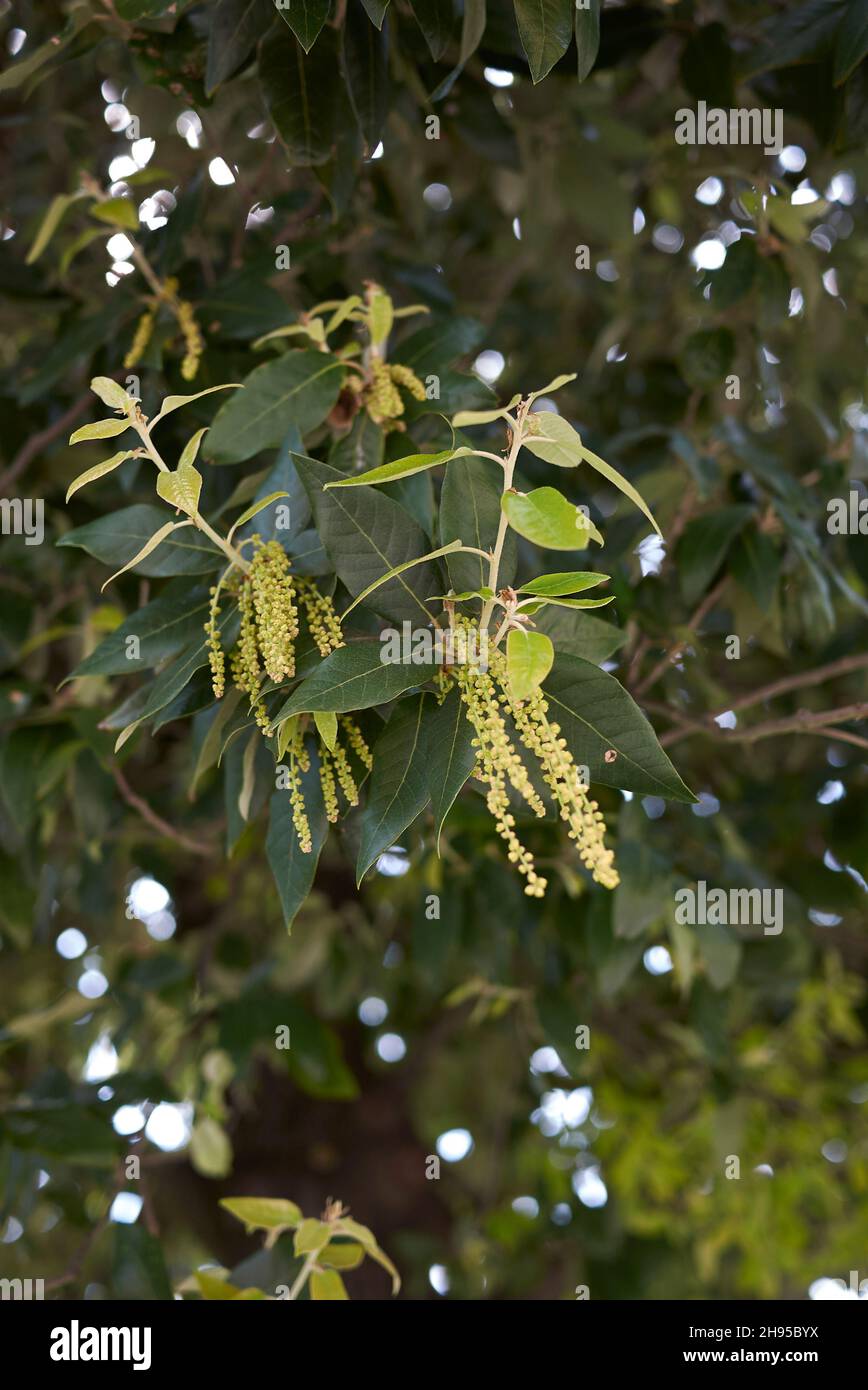 Quercus ilex tree in bloom Stock Photo - Alamy