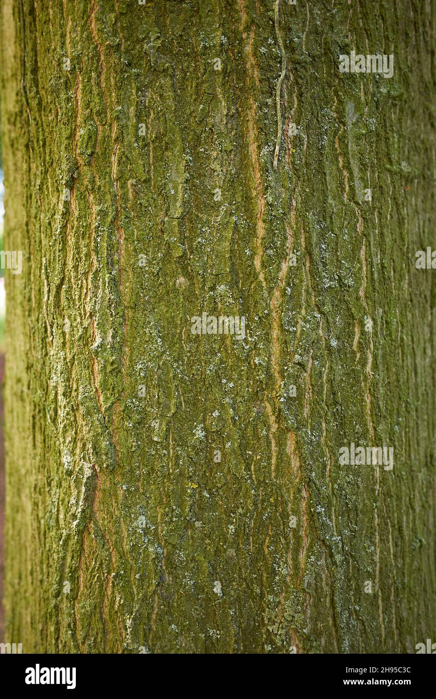 Northern red oak quercus rubra at spring hi-res stock photography and ...