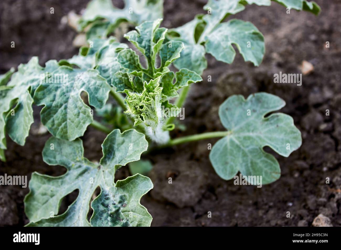 The sprout of a young watermelon on the farm. Young plant, seedlings ...