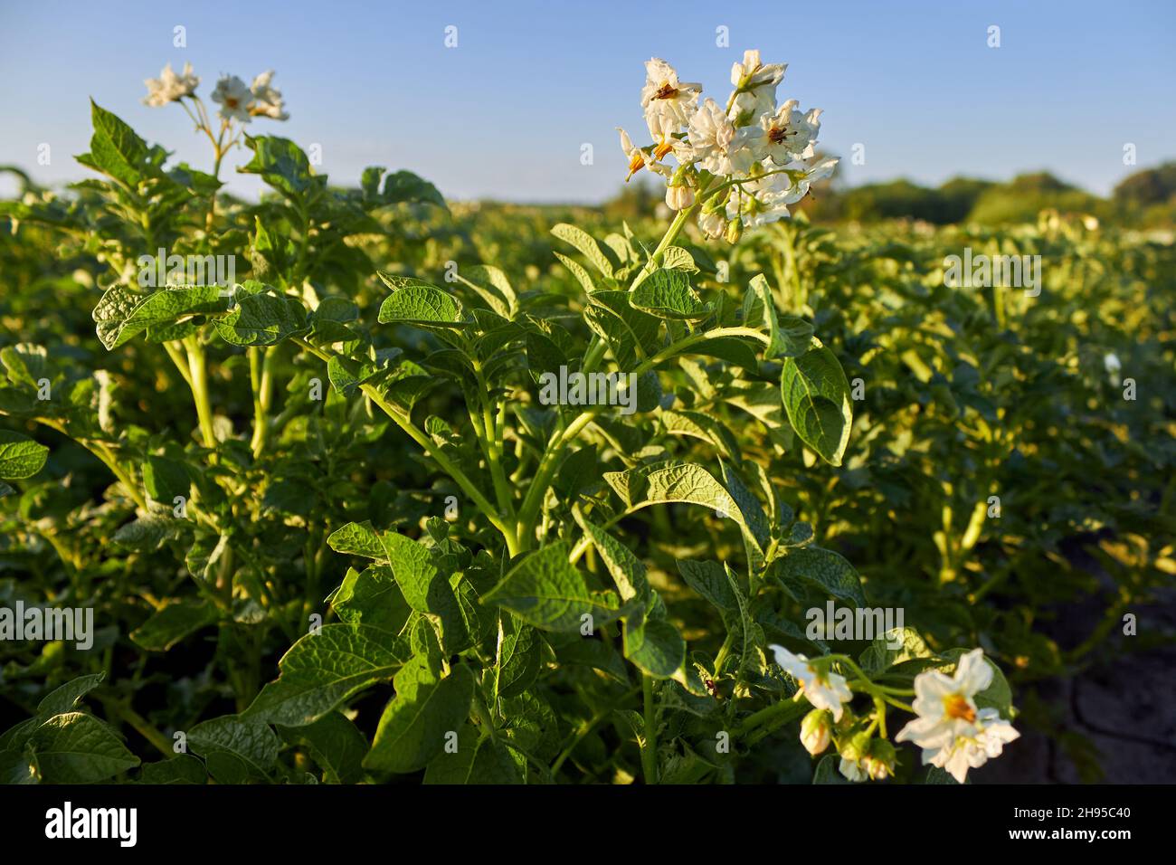 White potato stem hi-res stock photography and images - Alamy