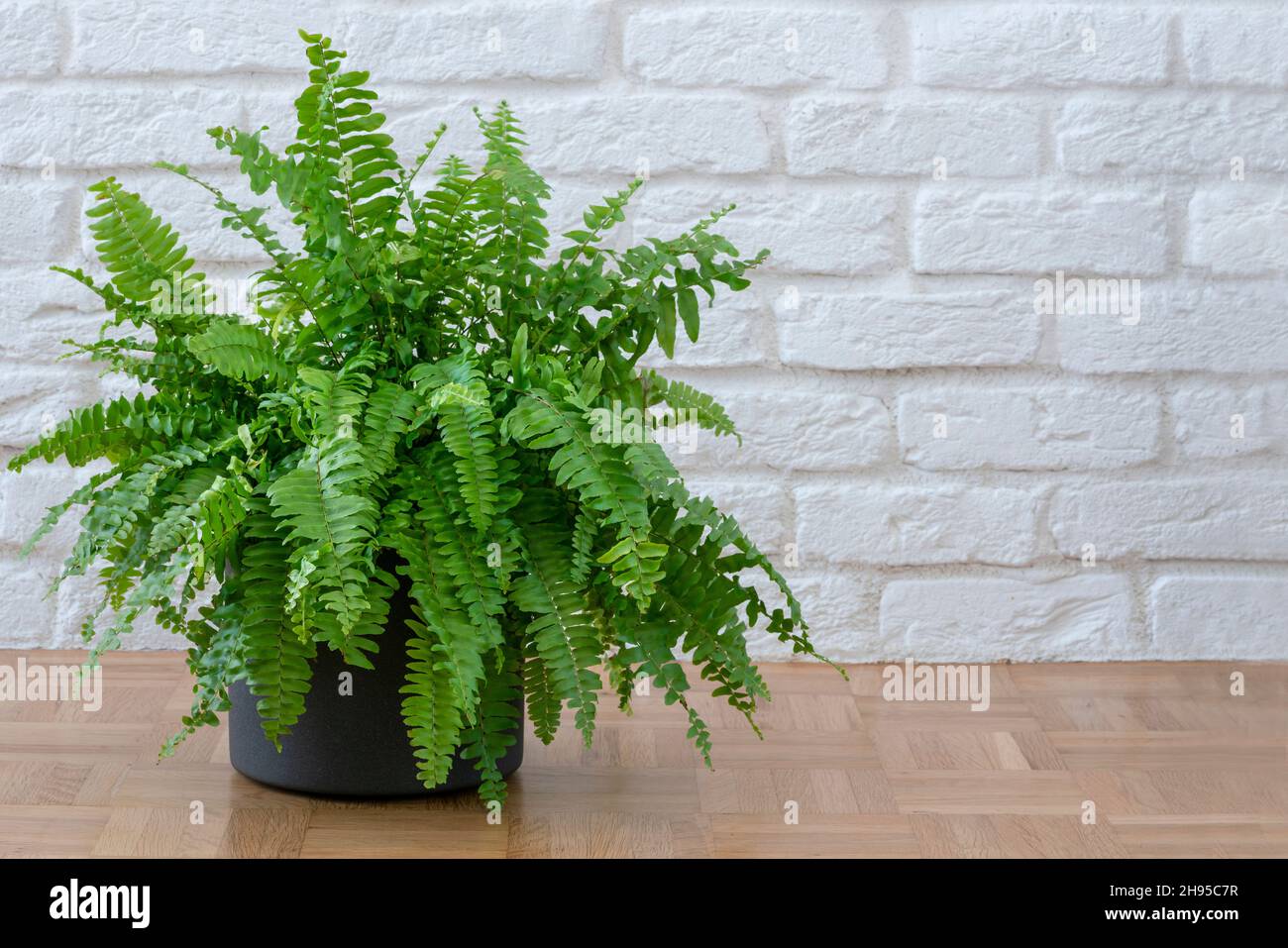 Potted ferns hi-res stock photography and images - Alamy