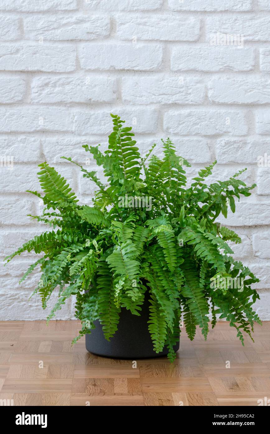 Potted ferns hi-res stock photography and images - Alamy