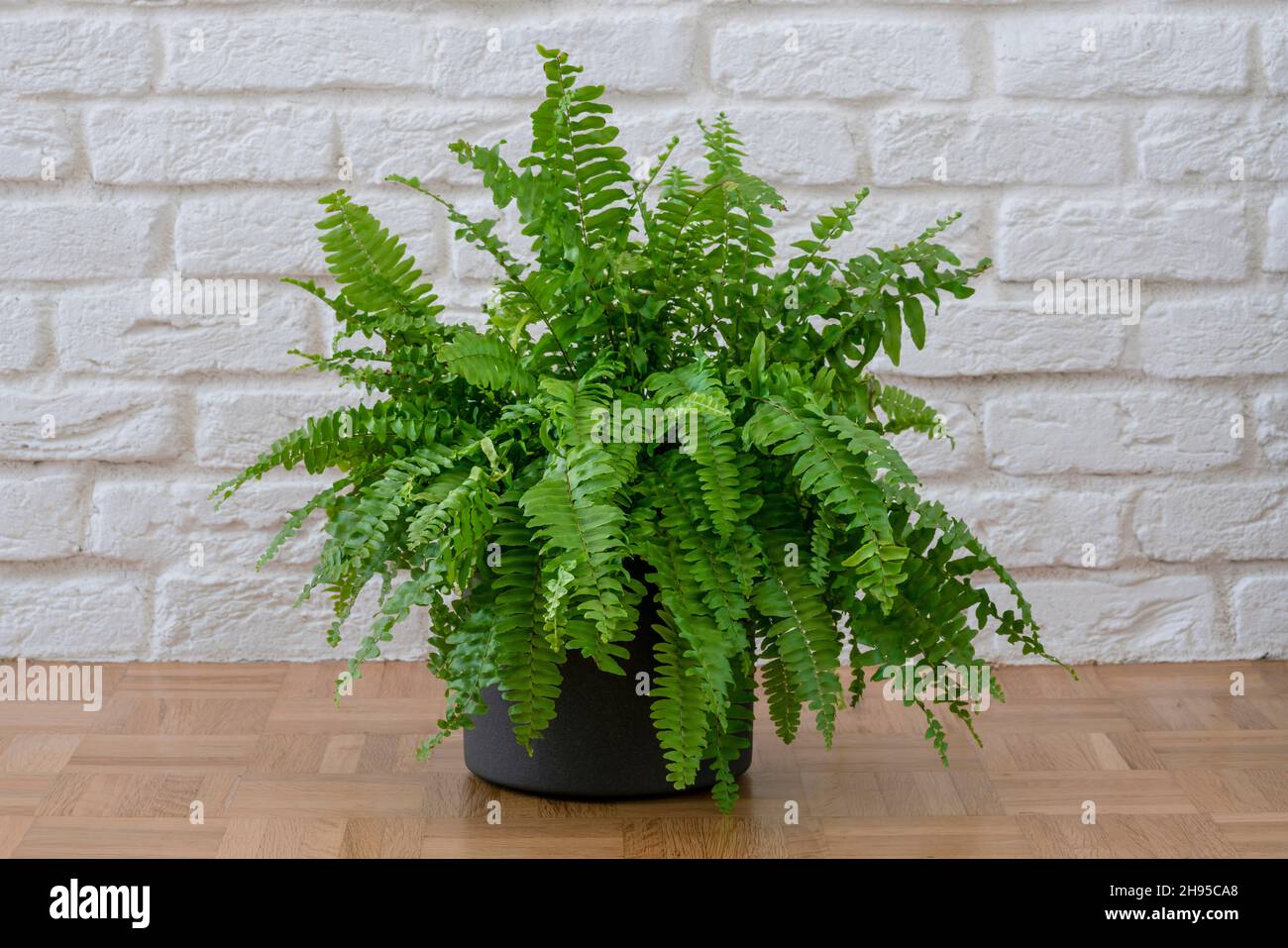 Potted ferns hi-res stock photography and images - Alamy