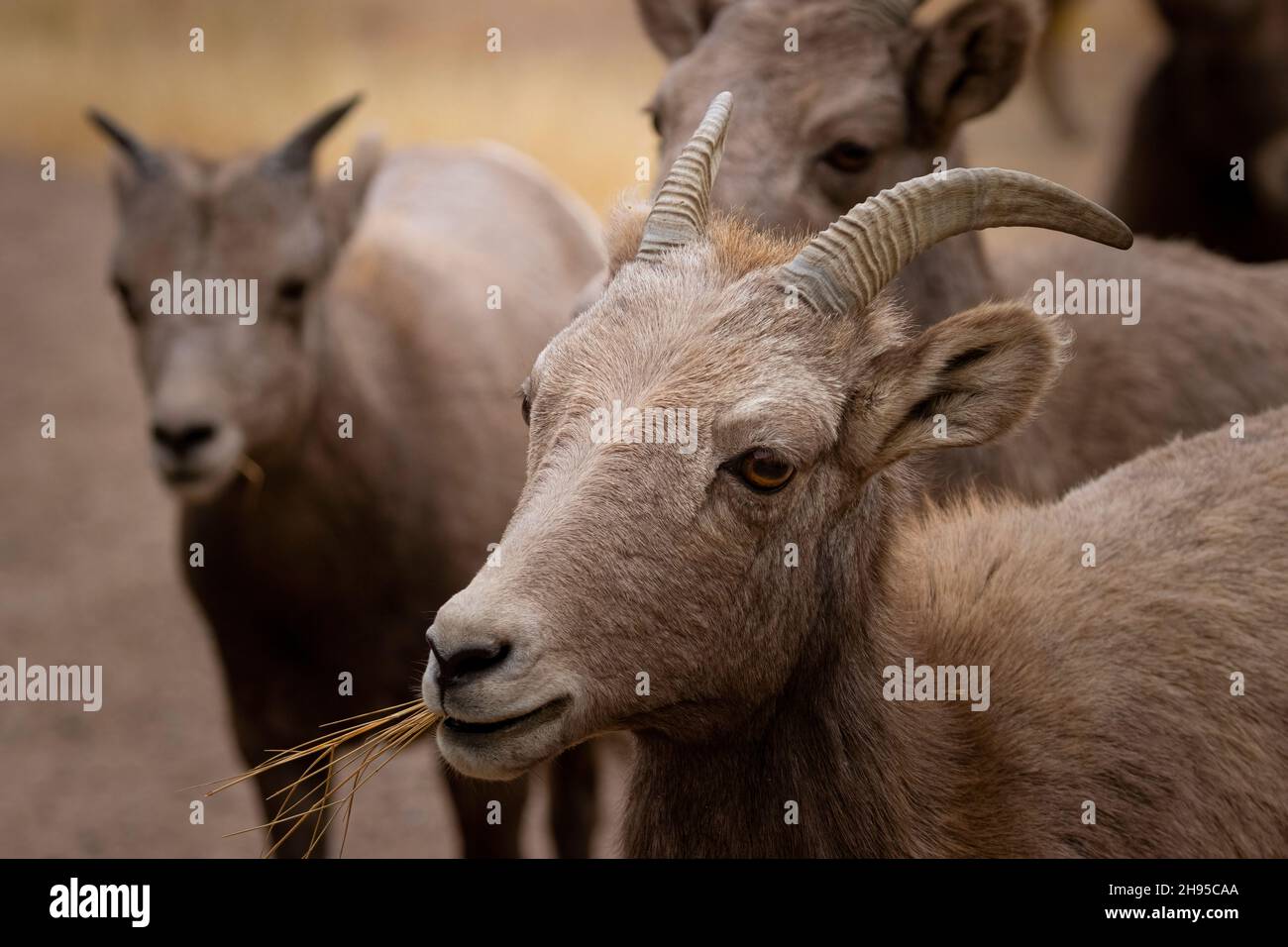 Herd of bighorn sheep spending a lazy sunny day in Waterton Canyon ...
