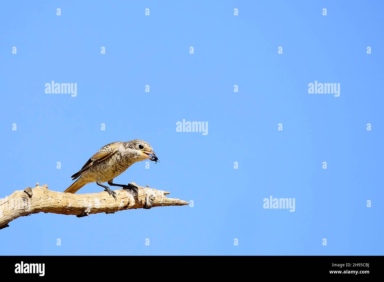 Lanius senator - The common shrike is a species of passerine bird Stock ...