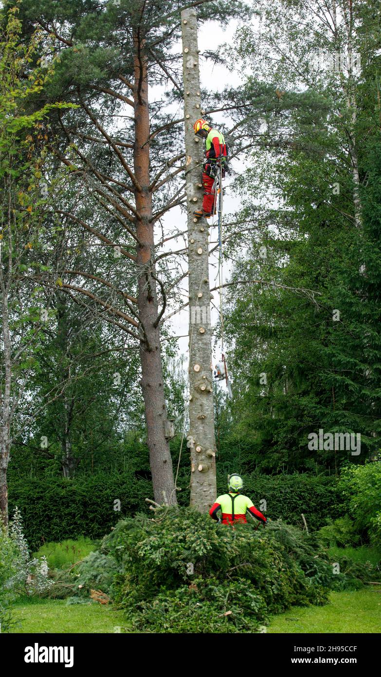 Worker climbed to tree to limb branches and preparing to cut the tree ...