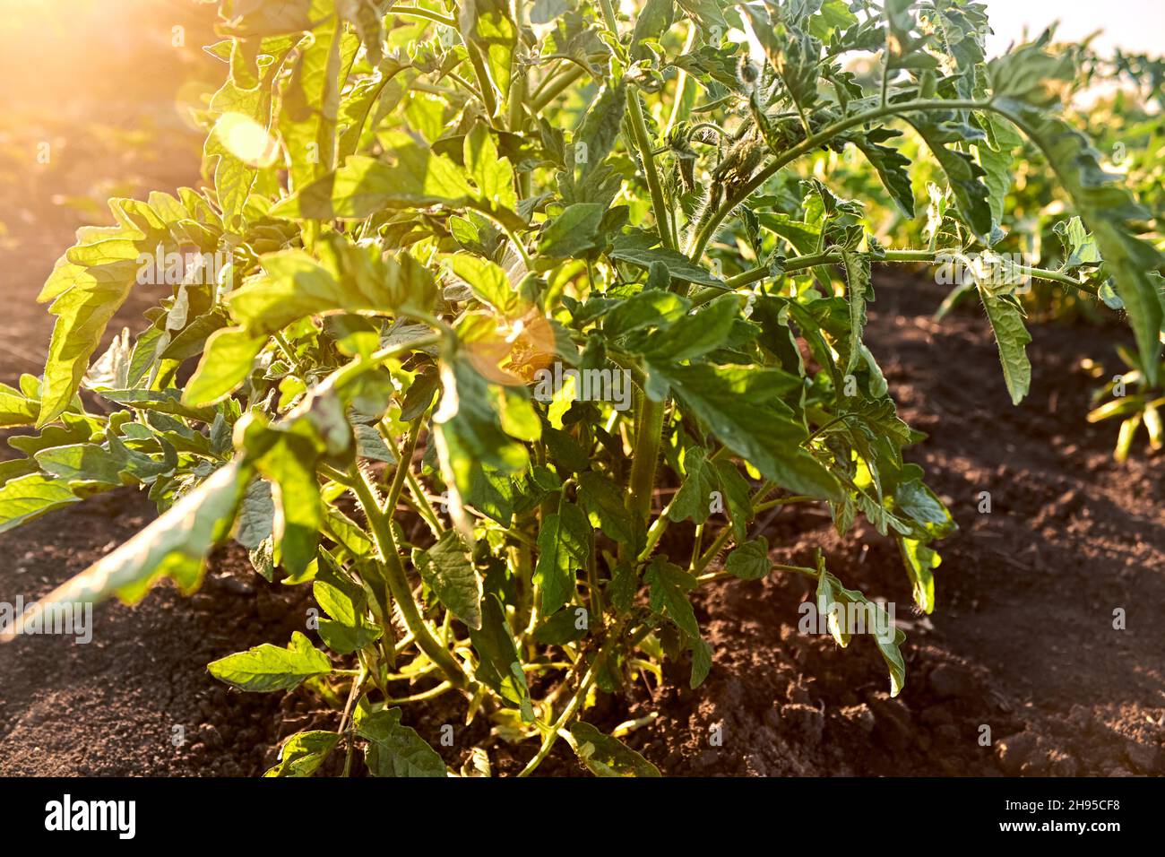 Young tomato plant a sunny day. Rows of growing tomato seedlings in the ...