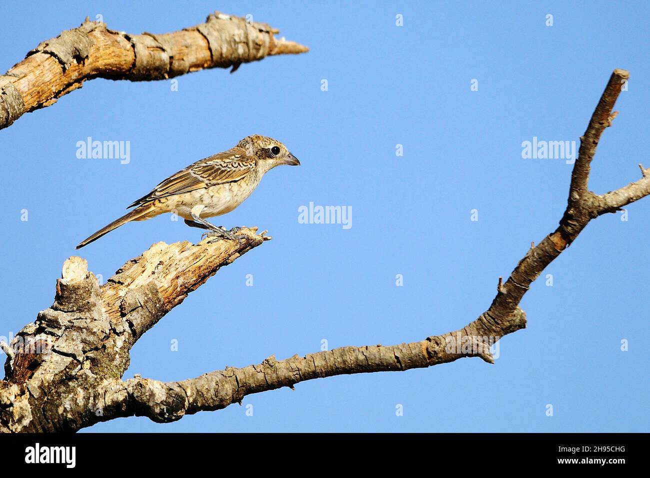 Lanius senator - The common shrike is a species of passerine bird Stock ...