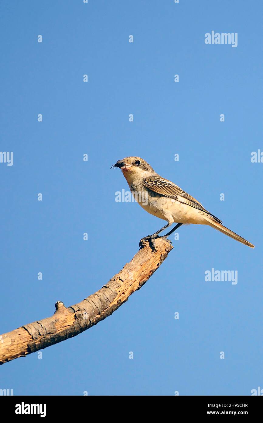 Lanius senator - The common shrike is a species of passerine bird Stock ...
