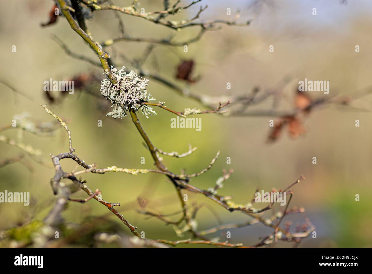 Small tree and branch hi-res stock photography and images - Alamy