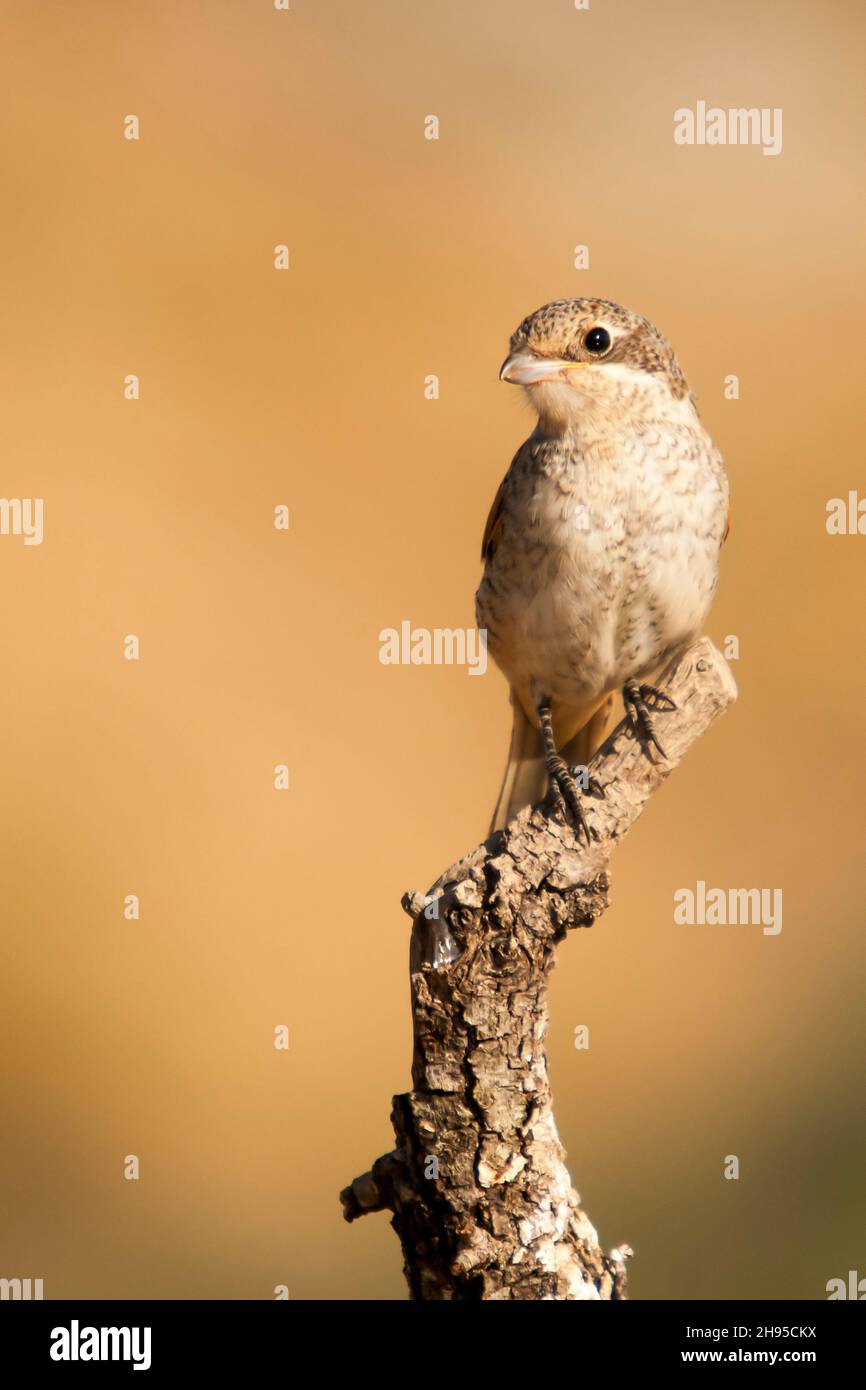 Lanius senator - The common shrike is a species of passerine bird Stock ...