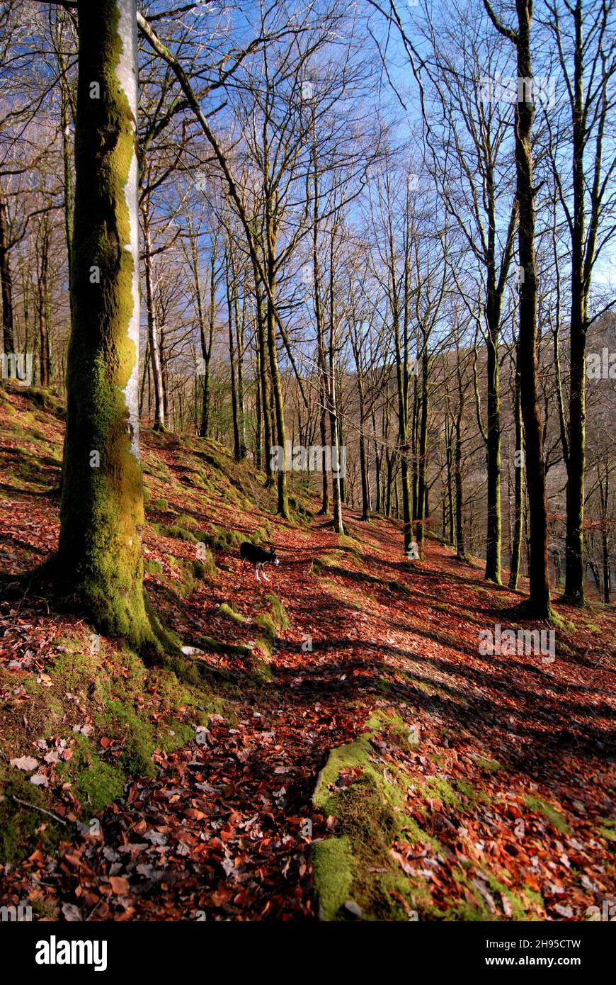 Tan y coed near machynlleth wales uk hi-res stock photography and ...