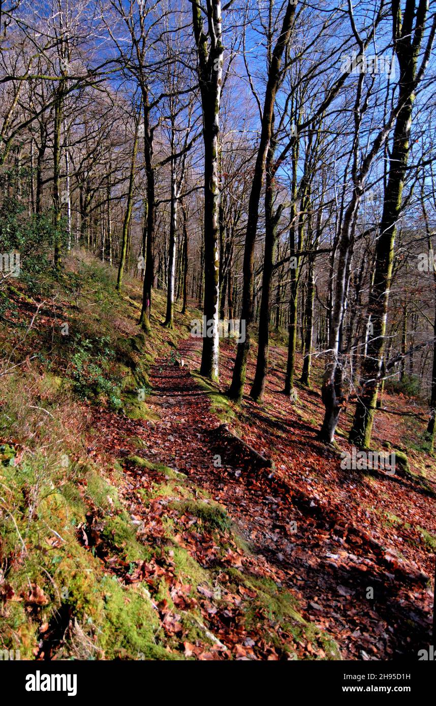 Walks autumn uk forest hi-res stock photography and images - Alamy