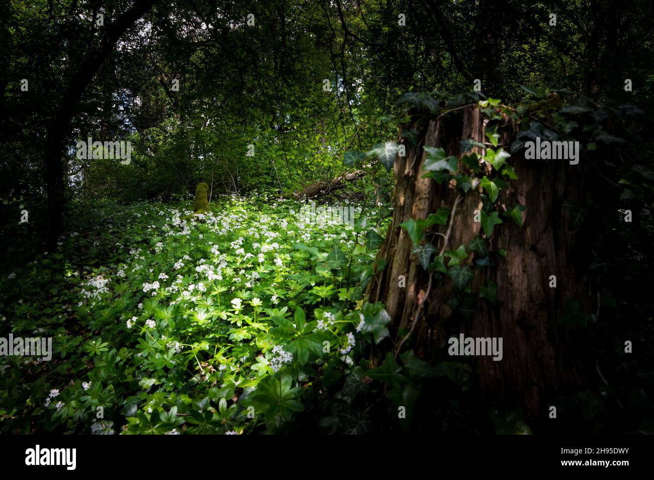 White glade hi-res stock photography and images - Alamy