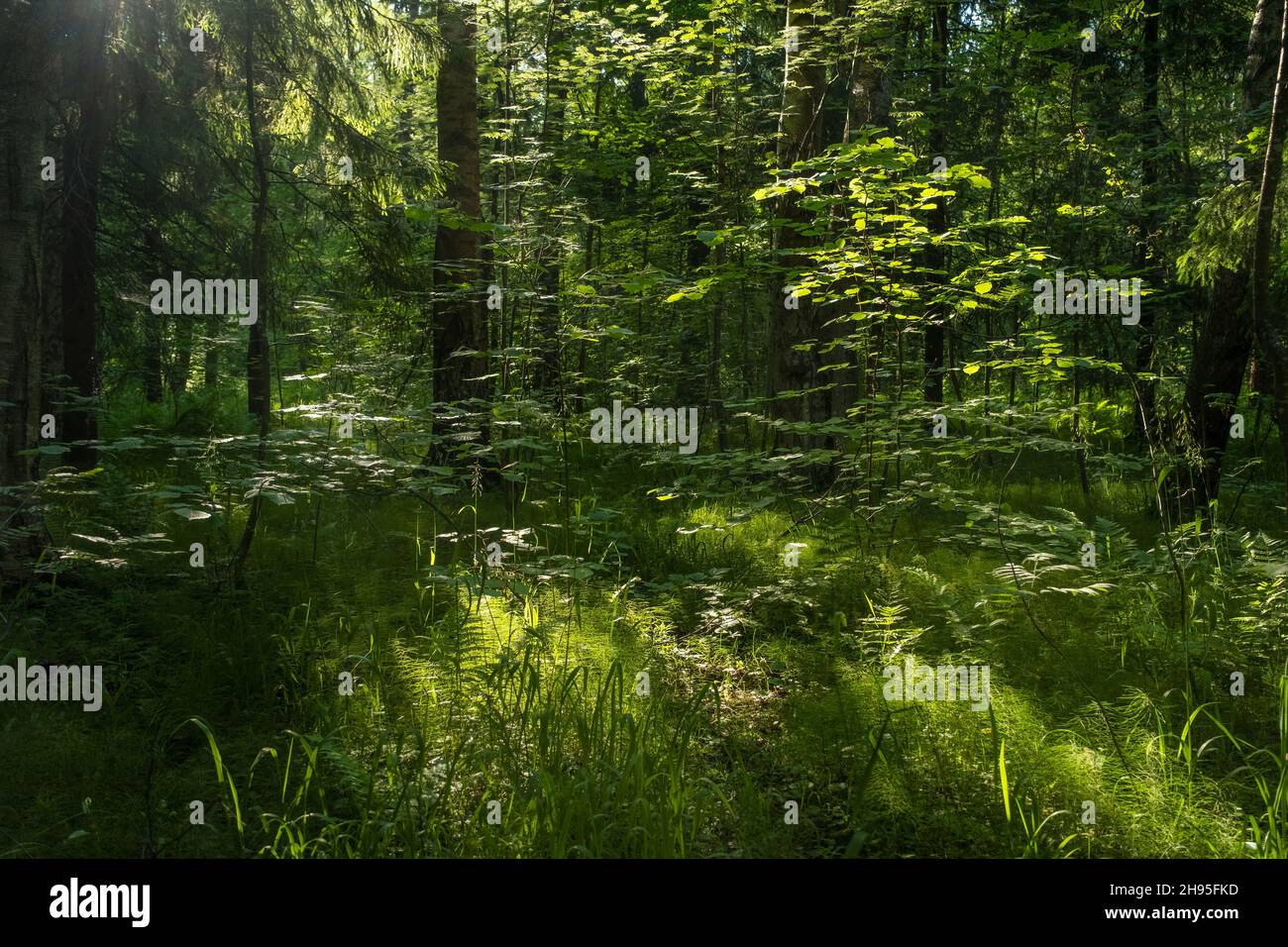 Forest landscape with trees and sun Stock Photo - Alamy