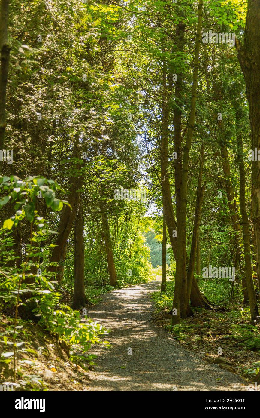 Path in the forest Stock Photo - Alamy