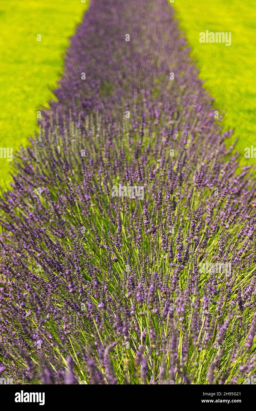 Row of lavender hi-res stock photography and images - Alamy