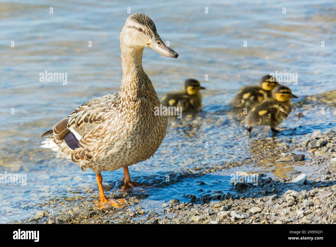 Female mallard duck with three ducklings Stock Photo - Alamy