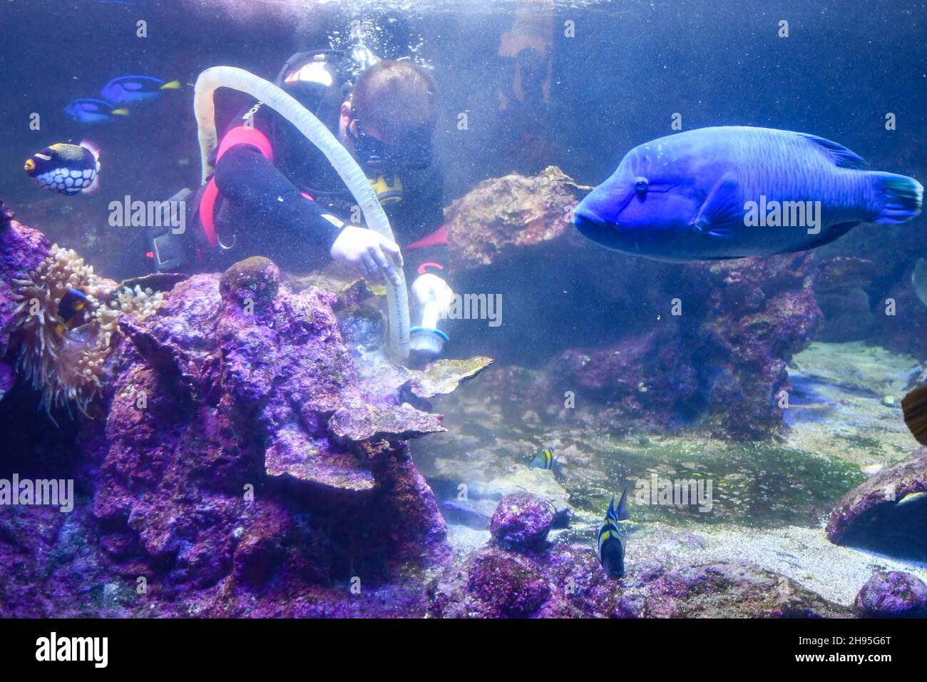 Marine life inside of tanks hi-res stock photography and images - Alamy