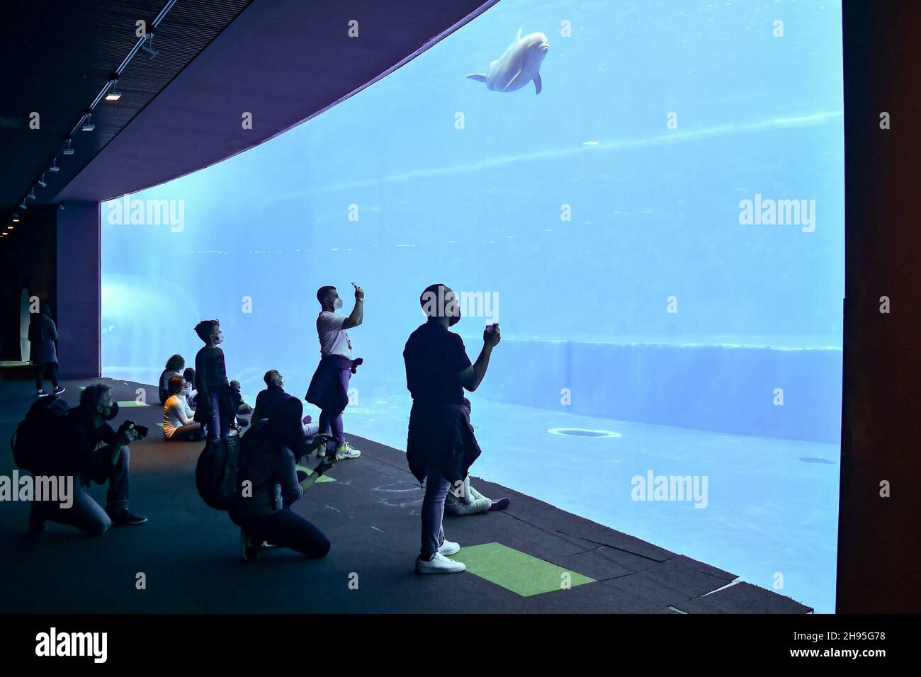 Visitors admiring the dolphin pool inside the Genoa Aquarium, the ...