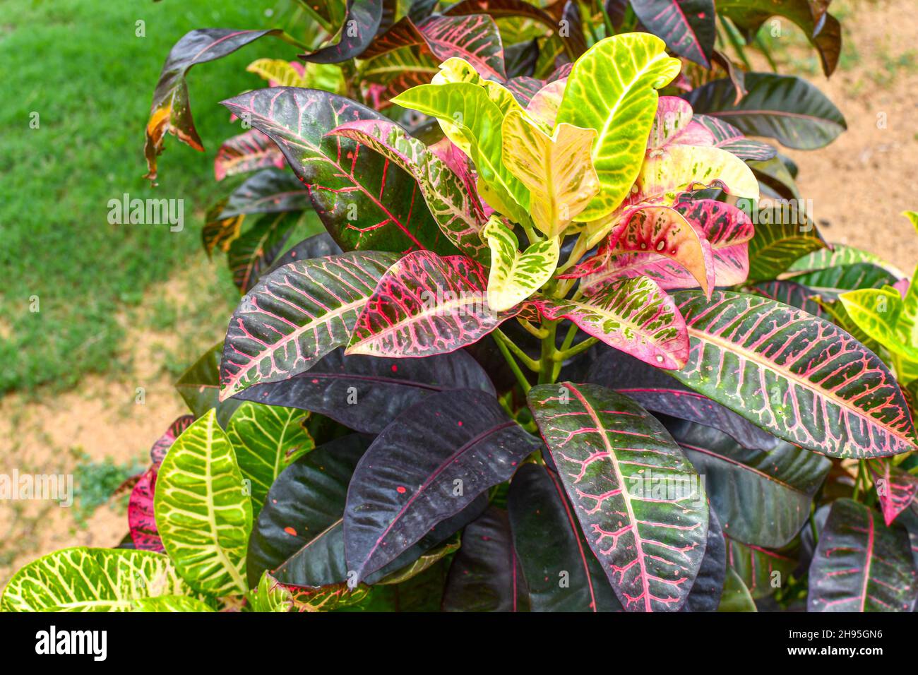 Green croton leaves hi-res stock photography and images - Alamy