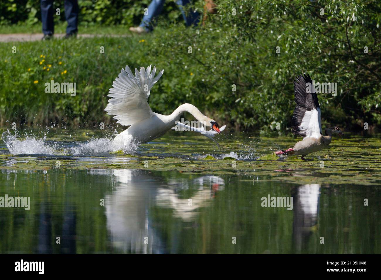 Breeding goose hi-res stock photography and images - Alamy