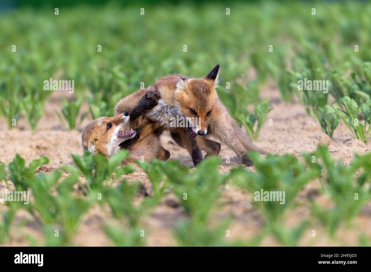 European Red Fox Vulpes Vulpes Two Cubs Fighting Over Food Lower