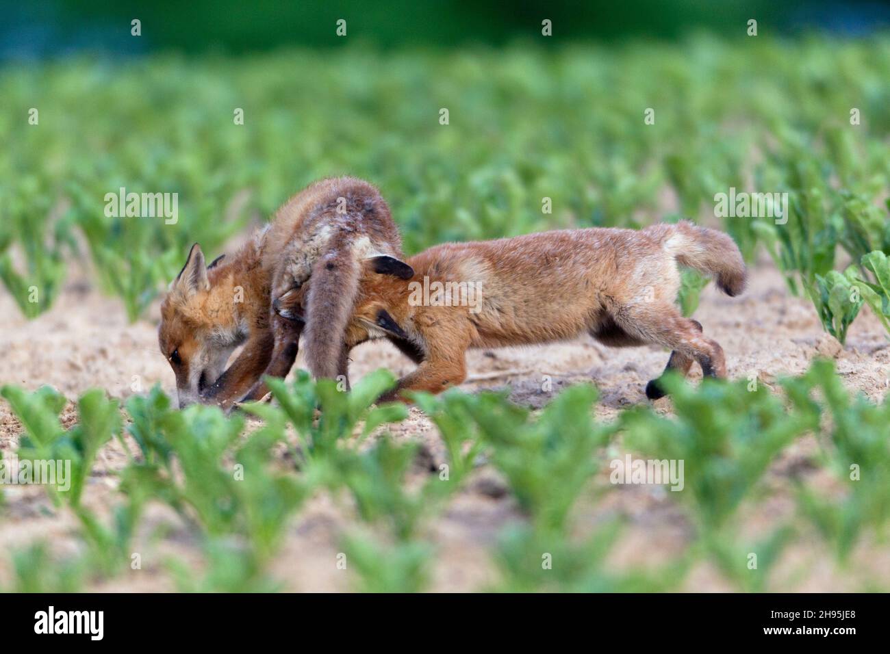 European Red Fox Vulpes Vulpes Two Cubs Fighting Over Food Lower