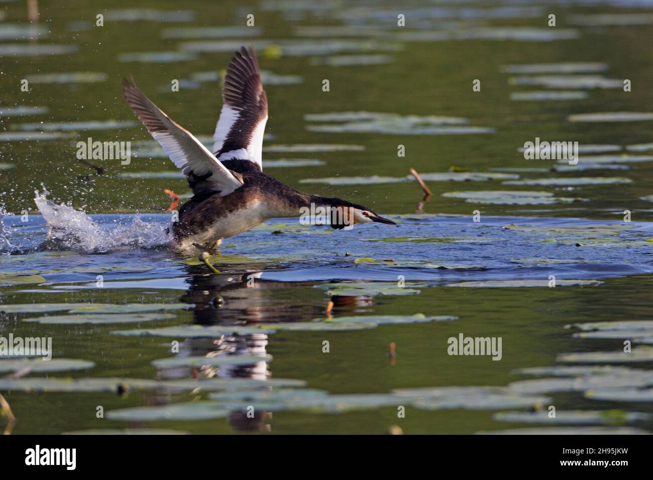 Grebe in flight hi-res stock photography and images - Alamy