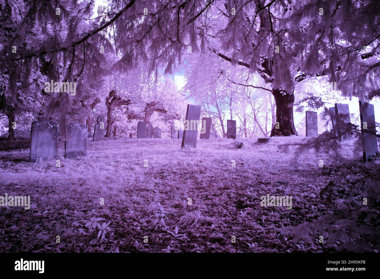 Old graveyard in a park edited in a pink color Stock Photo - Alamy