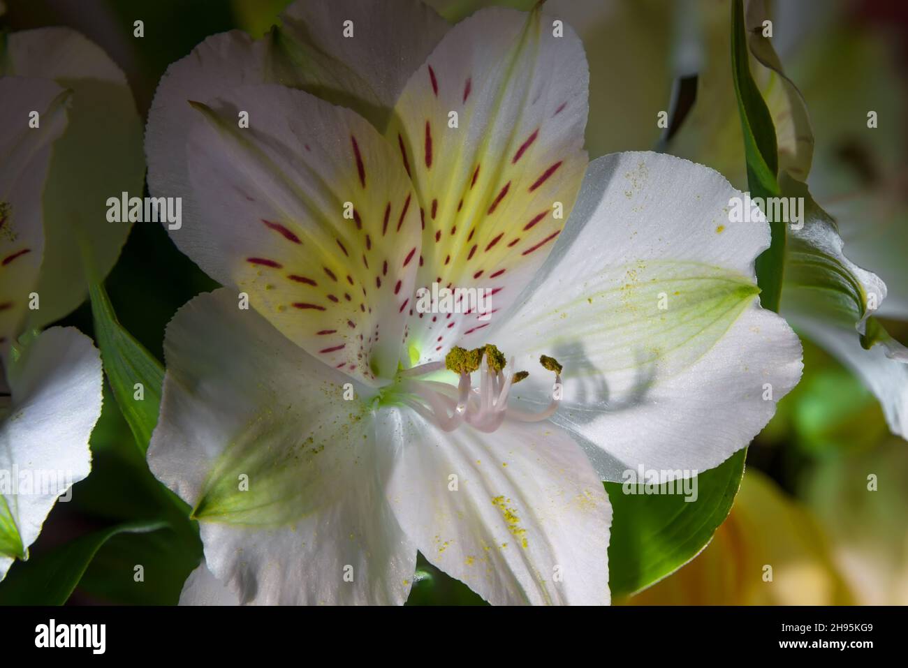 Close-up of beautiful white peruvian lily on black background, lily of ...
