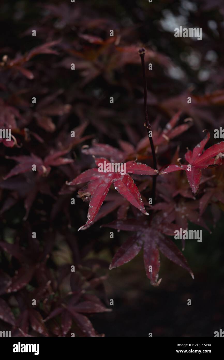 Dark red japanese maple tree hi-res stock photography and images - Alamy