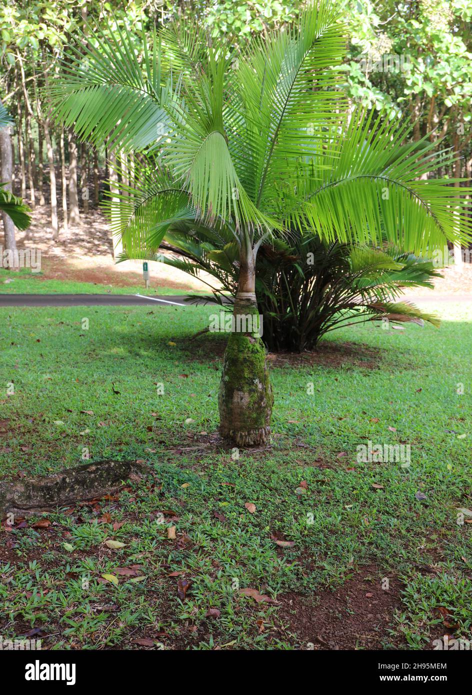 Palmiste park hi-res stock photography and images - Alamy