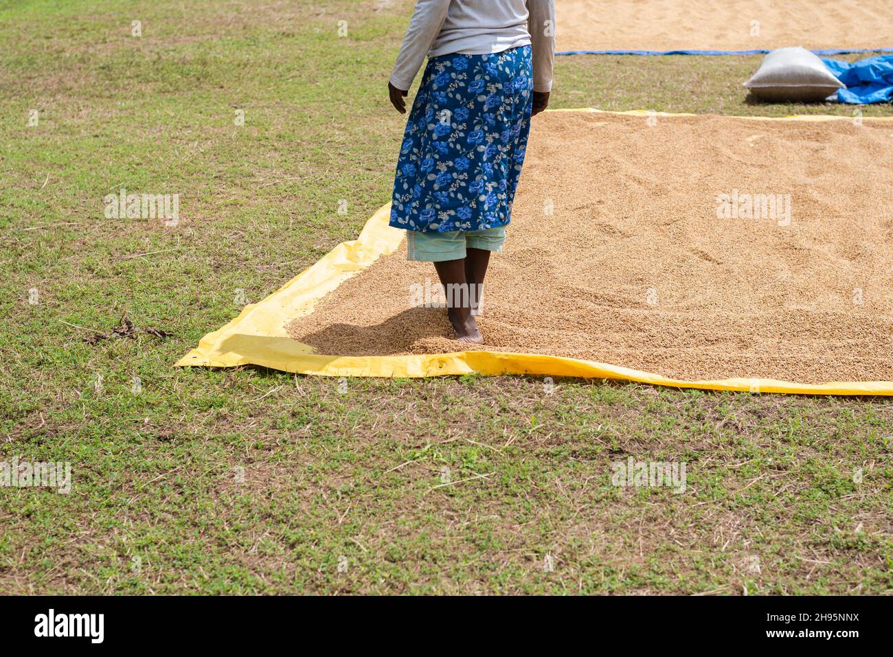 Rachol, Goa India- Oct 9 2021 Local farmers harvesting,, drying and de ...