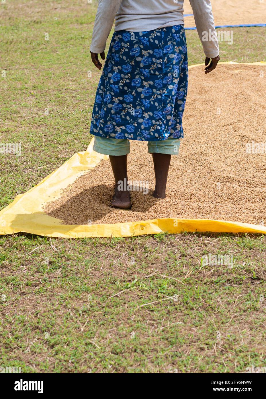 Rachol, Goa India- Oct 9 2021 Local farmers harvesting,, drying and de ...