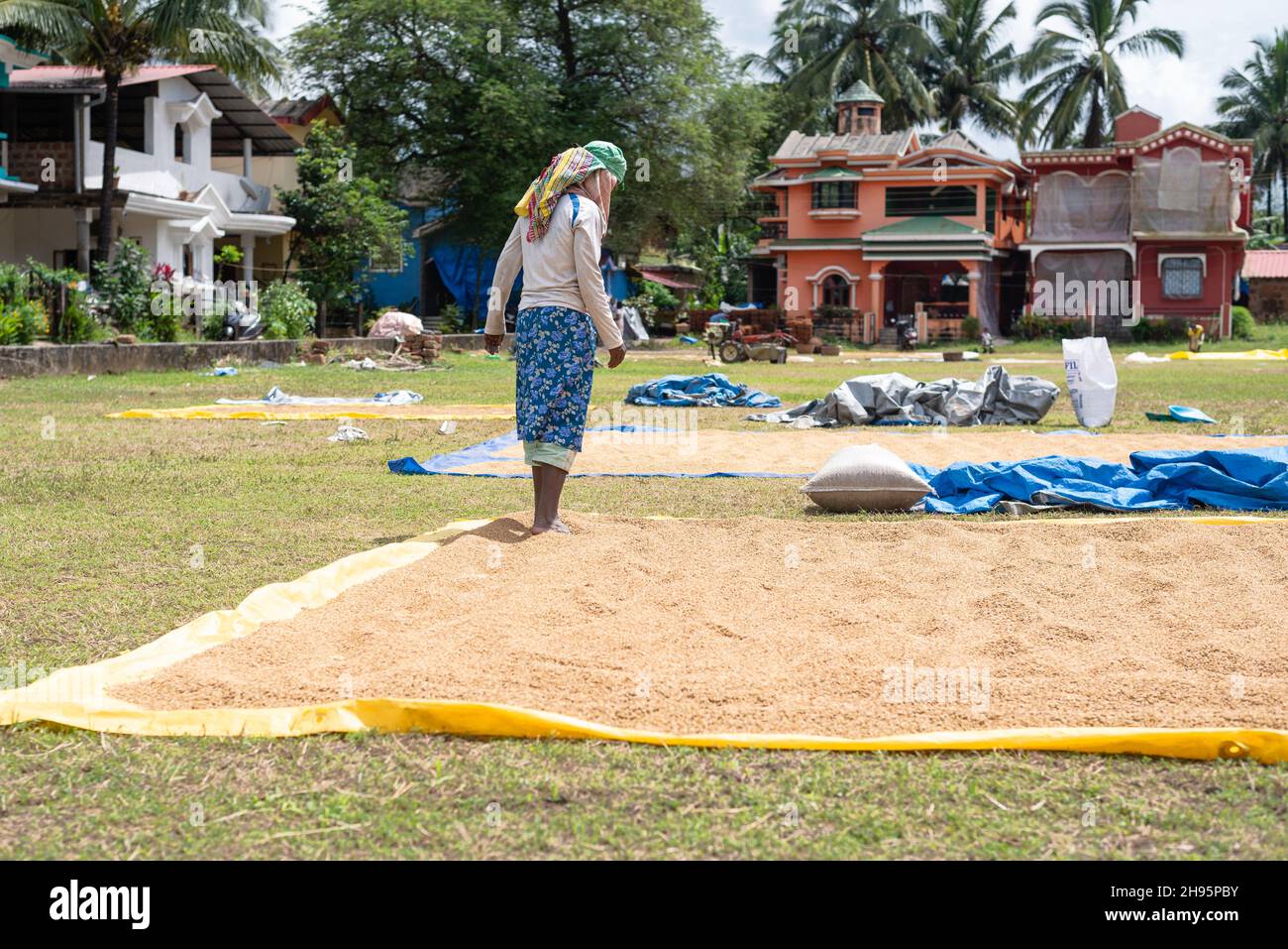 Rachol, Goa India- Oct 9 2021 Local farmers harvesting,, drying and de ...