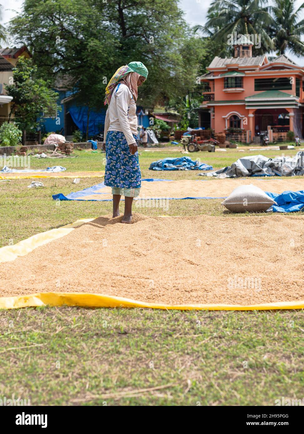 Traditional process of husking rice hi-res stock photography and images ...