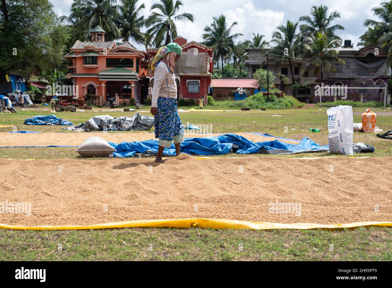 Traditional process of husking rice hi-res stock photography and images ...