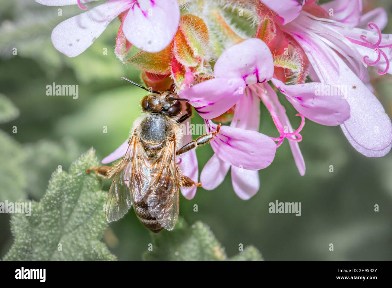 Pelargonium tomentosum hi-res stock photography and images - Alamy