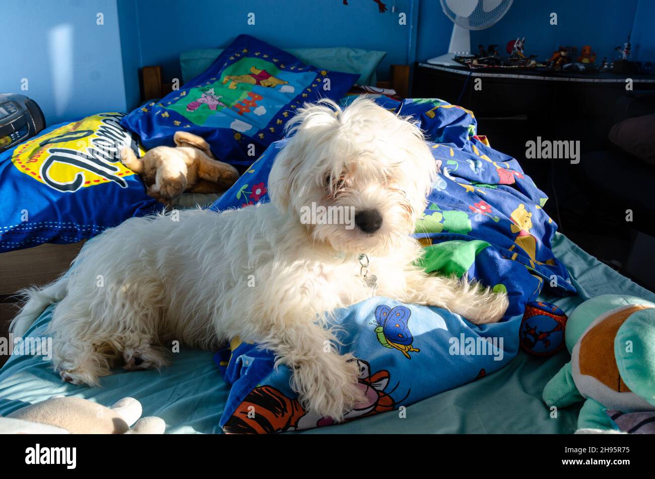 A cavapoo dog sitting on a child's bed Stock Photo - Alamy