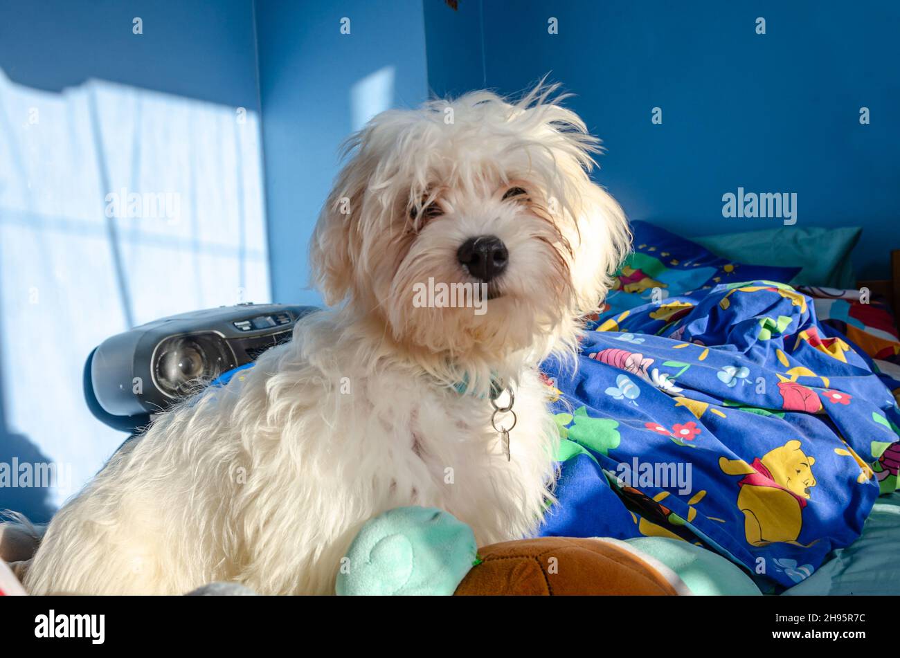 Cavapoo hi-res stock photography and images - Alamy