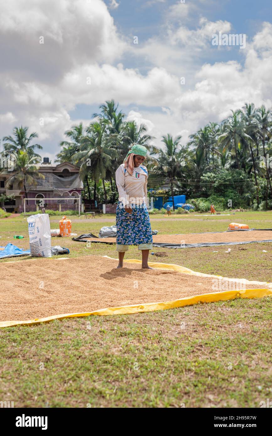 Rachol, Goa India- Oct 9 2021 Local farmers harvesting,, drying and de ...