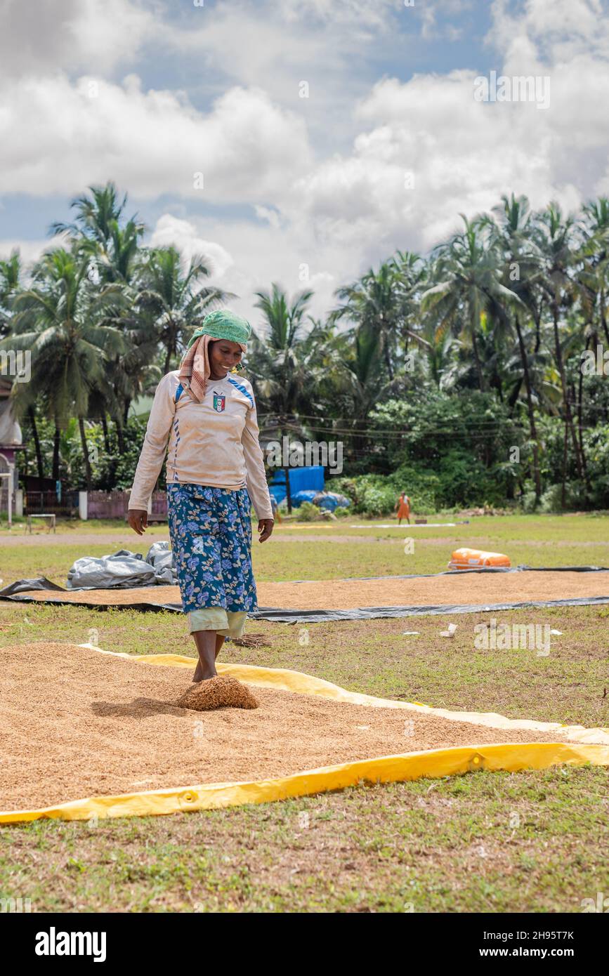 Rachol, Goa India- Oct 9 2021 Local farmers harvesting,, drying and de ...