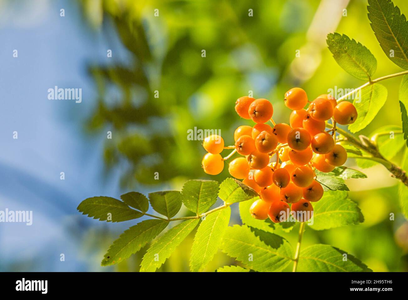Cluster of American Mountain Ash in the sun with blurred background ...