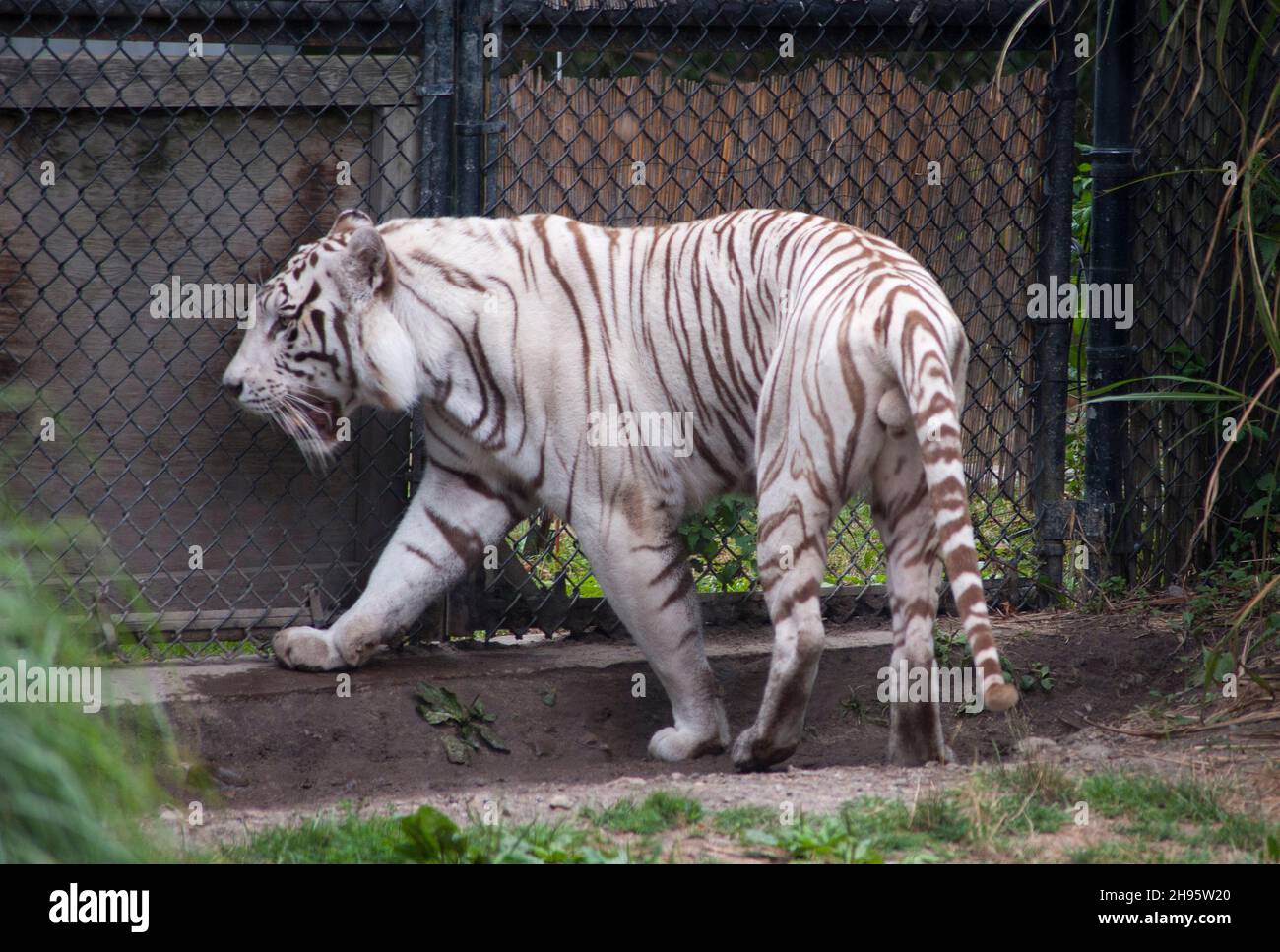 White tiger in Boston Zoo Stock Photo - Alamy