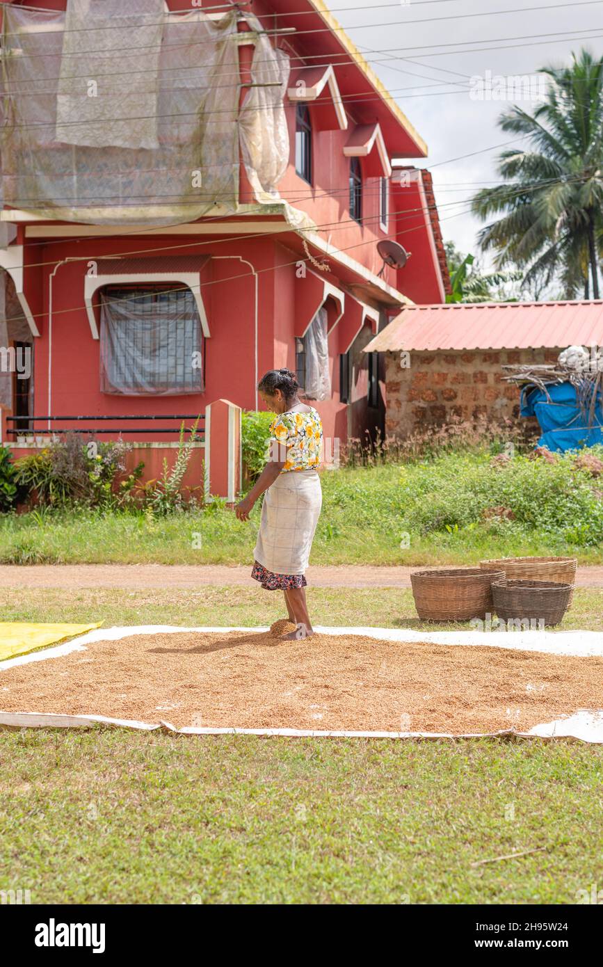 Rachol, Goa India- Oct 9 2021 Local farmers harvesting,, drying and de ...
