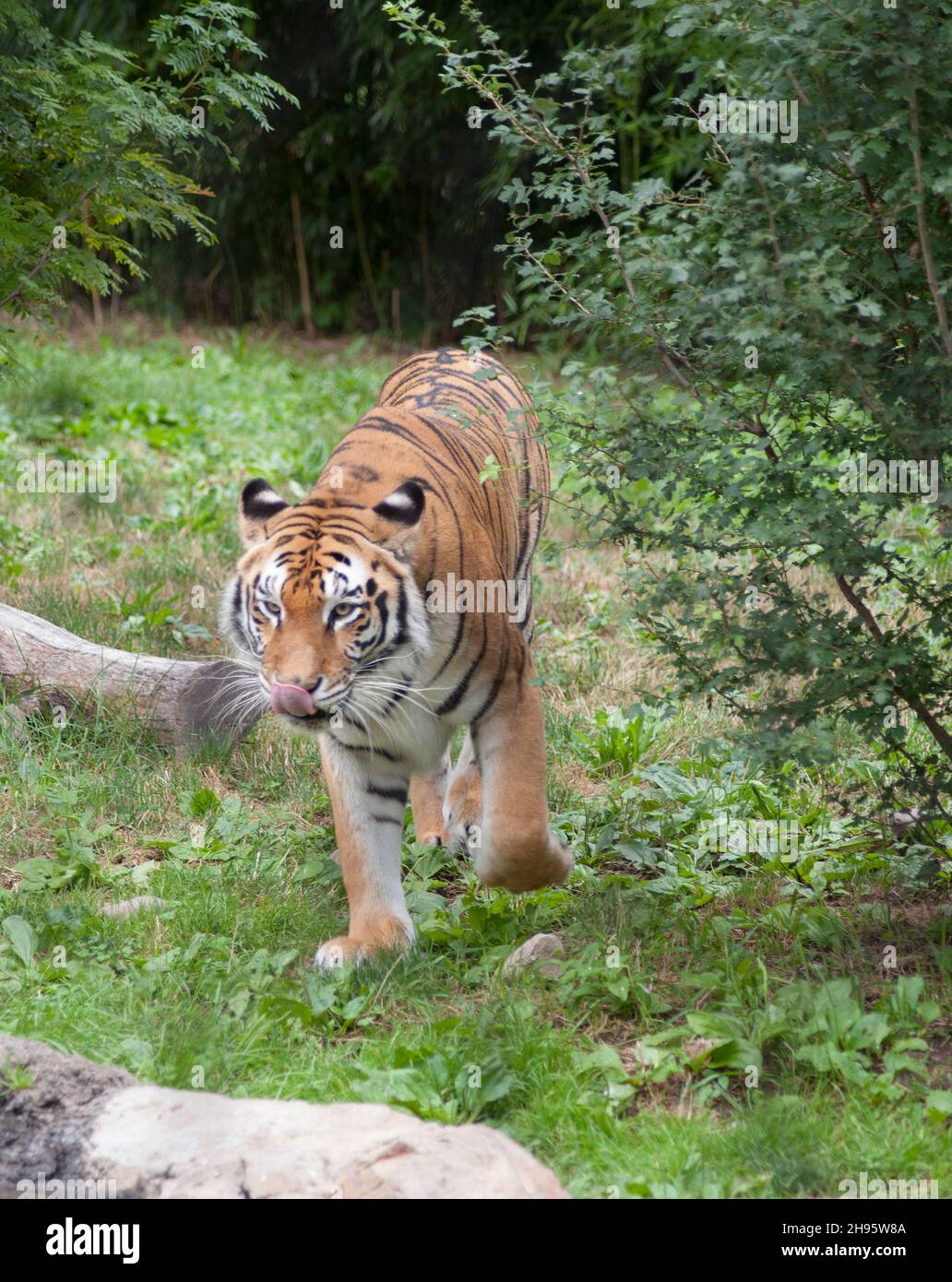 Indian tiger at Boston Zoo Stock Photo - Alamy