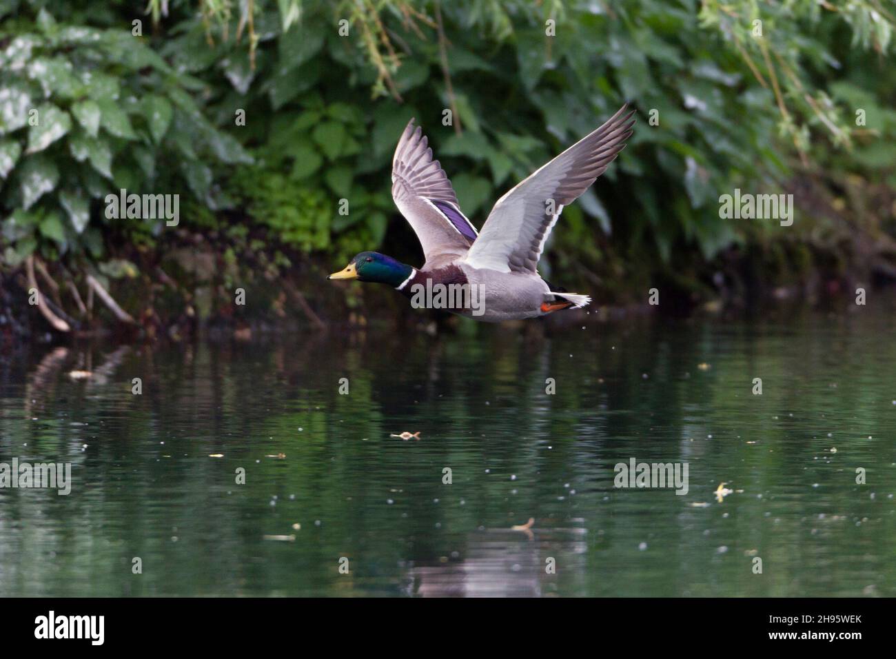 Duck flying over water hi-res stock photography and images - Alamy