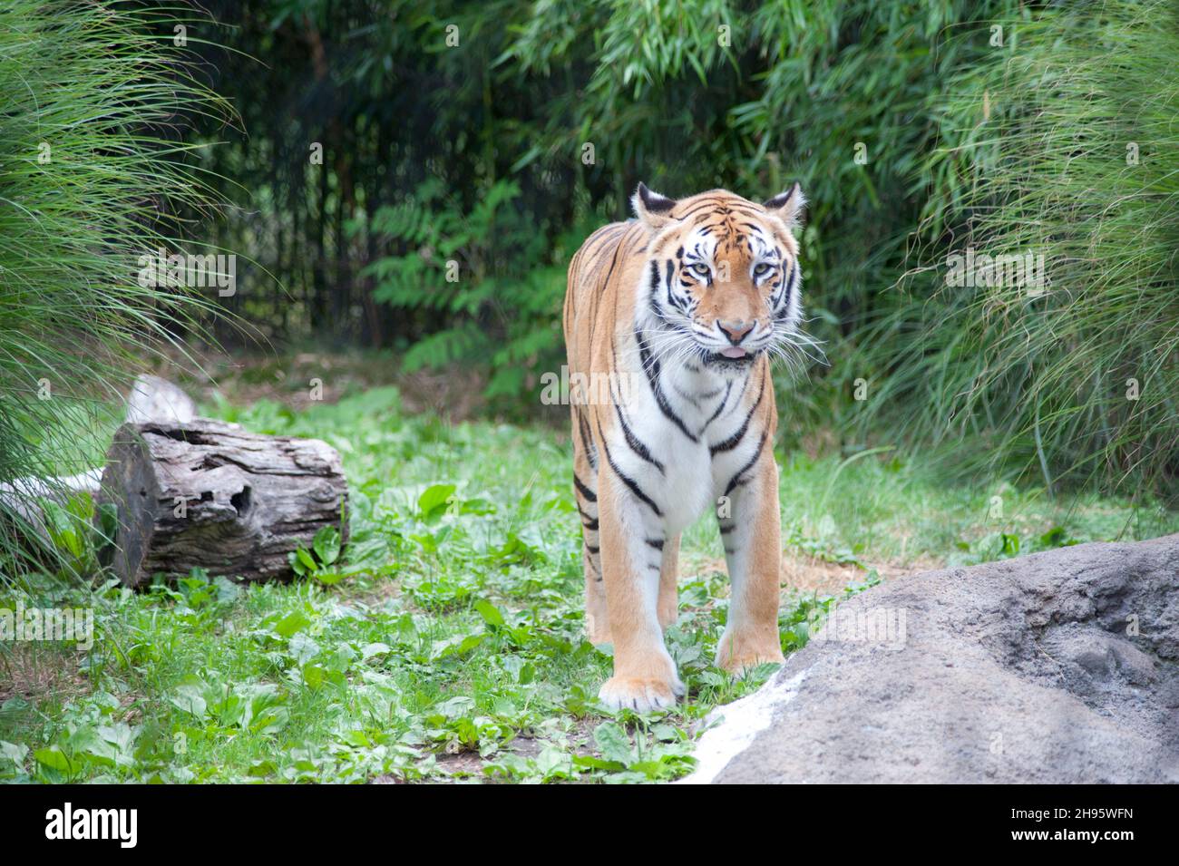 Indian tiger at Boston Zoo Stock Photo - Alamy