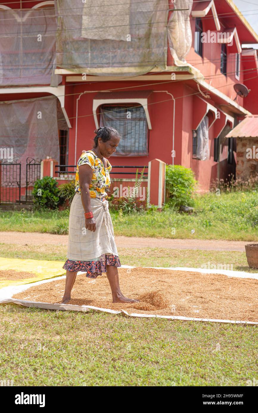 Rachol, Goa India- Oct 9 2021 Local farmers harvesting,, drying and de ...